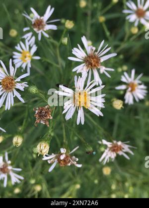 panicled aster (Symphyotrichum lanceolatum) Plantae Stock Photo - Alamy