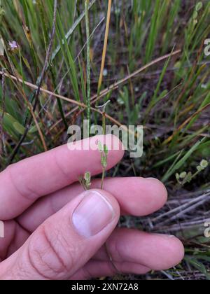 California Hedge Parsley (Yabea microcarpa) Plantae Stock Photo - Alamy