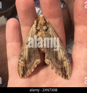 Elm Sphinx (Ceratomia amyntor) Insecta Stock Photo - Alamy
