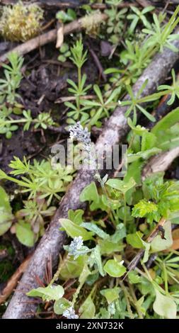 Changing Forget-me-not (Myosotis discolor) Plantae Stock Photo - Alamy