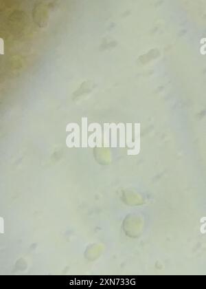 (Mycena robusta) Fungi Stock Photo - Alamy