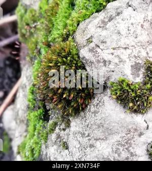 Anomalous Bristle-moss (Orthotrichum anomalum) Plantae Stock Photo - Alamy
