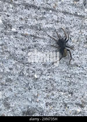 (Allocosa funerea) Arachnida Stock Photo - Alamy