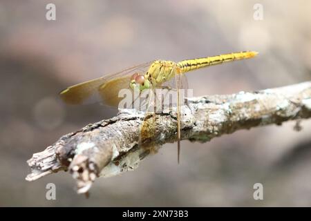 Scarlet Percher (Diplacodes haematodes), Insecta, Gatton QLD 4343 ...