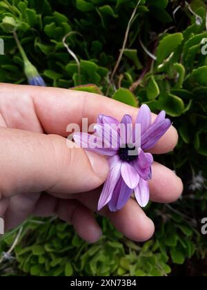 trailing African daisy (Dimorphotheca fruticosa) Plantae Stock Photo ...