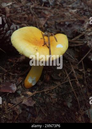 (Russula flavida) Fungi Stock Photo - Alamy