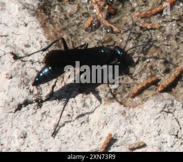 Nearctic Blue Mud-dauber Wasp (Chalybion californicum) Insecta Stock ...