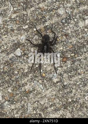 Wolf Spiders and Allies (Lycosoidea) Arachnida Stock Photo - Alamy