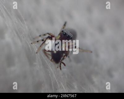 Thick-spined Jumping Spider (Tutelina similis) Arachnida Stock Photo ...