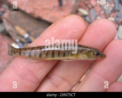 Common Logperch (Percina caprodes) Actinopterygii Stock Photo - Alamy
