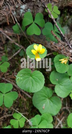 Twoflower Violet (Viola biflora) Plantae Stock Photo - Alamy