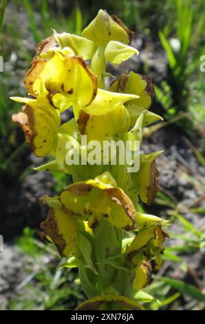 Pointy Bonnet (Pterygodium acutifolium) Plantae Stock Photo - Alamy