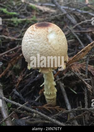cat dapperling (Lepiota felina) Fungi Stock Photo - Alamy