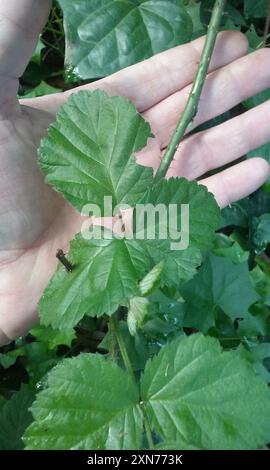 trailing blackberry (Rubus ursinus) Plantae Stock Photo - Alamy