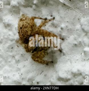 Asiatic Wall Jumping Spider (Attulus fasciger) Arachnida Stock Photo ...