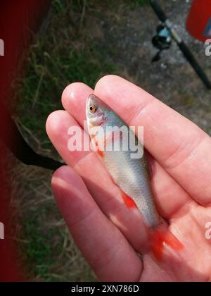 Red Shiner (Cyprinella lutrensis) Actinopterygii Stock Photo - Alamy