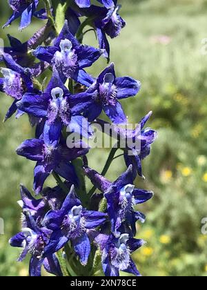 Subalpine Larkspur (Delphinium occidentale), Plantae, Cassia County, ID ...