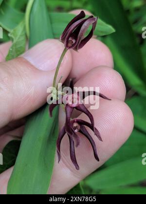 milkvines (Matelea) Plantae Stock Photo - Alamy