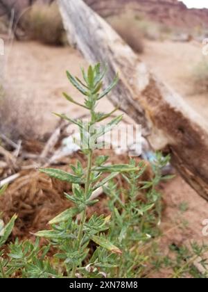 arrowweed (Pluchea sericea) Plantae Stock Photo - Alamy