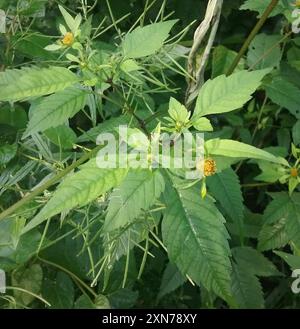Devil's Beggarticks (Bidens frondosa) Plantae Stock Photo - Alamy