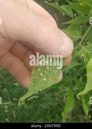 Hackberry Nipplegall Psyllid (Pachypsylla celtidismamma) Insecta Stock ...