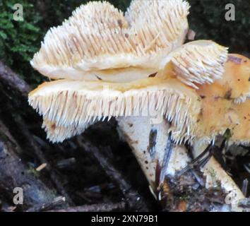 depressed hedgehog (Hydnum umbilicatum) Fungi Stock Photo - Alamy