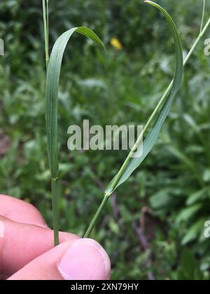 Swamp Meadow-grass (Poa palustris) Plantae Stock Photo - Alamy