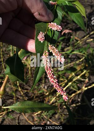 pale smartweed (Persicaria lapathifolia) Plantae Stock Photo - Alamy