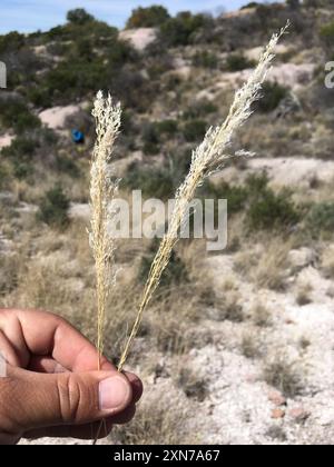 Bull Grass (Muhlenbergia emersleyi) Plantae Stock Photo - Alamy