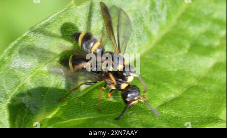 Perennial Mason Wasp (Parancistrocerus perennis) Insecta Stock Photo ...