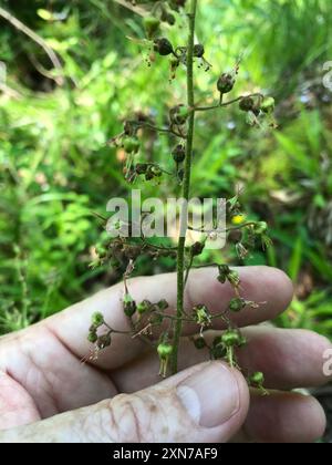 American alumroot (Heuchera americana), Plantae, Custer County, SD, USA ...