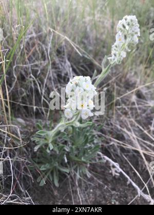 Annual Cryptanthas (Cryptantha) Plantae Stock Photo - Alamy