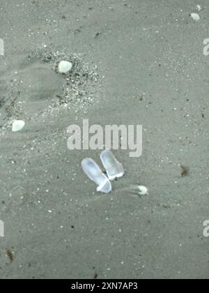 Atlantic Razor (Siliqua costata) Mollusca Stock Photo - Alamy