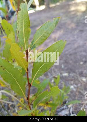 red willow (Salix laevigata) Plantae Stock Photo - Alamy