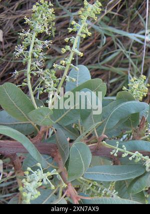 Jacket plum (Pappea capensis) Plantae Stock Photo - Alamy