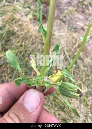 Splitleaf Groundsel (Packera dimorphophylla) Plantae Stock Photo - Alamy