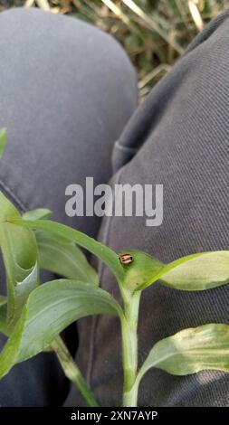 Striped Ladybird (Micraspis frenata) Insecta Stock Photo - Alamy