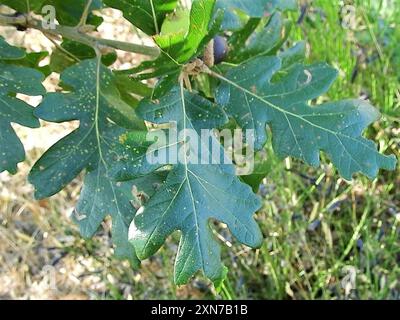 Oregon oak (Quercus garryana) Plantae Stock Photo - Alamy