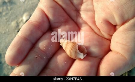 Threeline Mudsnail (Ilyanassa trivittata) Mollusca Stock Photo - Alamy