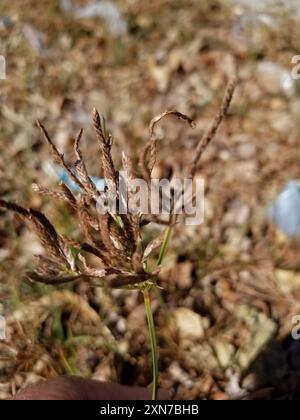 Purple nutsedge (Cyperus rotundus) Plantae Stock Photo - Alamy