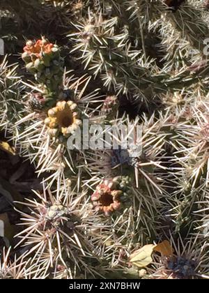 Whipple Cholla (Cylindropuntia whipplei) Plantae Stock Photo - Alamy
