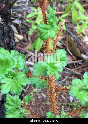 swamp currant (Ribes lacustre) Plantae Stock Photo - Alamy