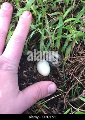 (Psilocybe weraroa) Fungi Stock Photo - Alamy