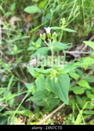 summer bluet (Houstonia purpurea) Plantae Stock Photo - Alamy
