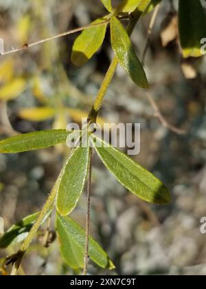 Slimflower Scurfpea (Pediomelum tenuiflorum) Plantae Stock Photo - Alamy