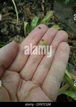 Gray-foot Lancetooth Snail (Haplotrema concavum) Mollusca Stock Photo ...