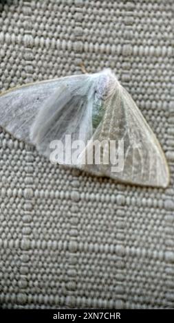 (Arctornis), Insecta, 中国江西省上饶市婺源县 Stock Photo - Alamy