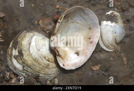 Plain Pocketbook (Lampsilis cardium) Mollusca Stock Photo - Alamy