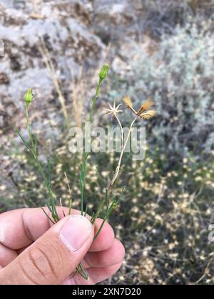 Trans-Pecos Poreleaf (Porophyllum scoparium) Plantae Stock Photo - Alamy