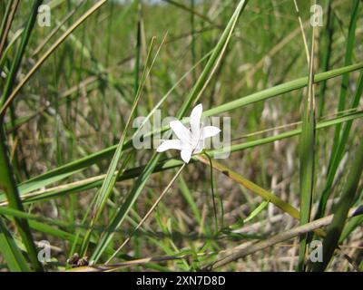 Marsh Bellflower (Campanula aparinoides) Plantae Stock Photo - Alamy